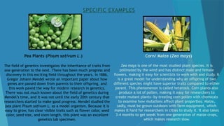 Importance of Model Organisms in the scientific research BIO.pptx
