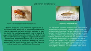 Importance of Model Organisms in the scientific research BIO.pptx