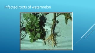 Importance of nematodes in horticultural crops and root knot nematode ...