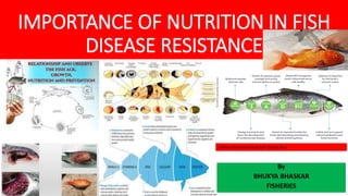 Importance of nutrion in fish disease resistance by B.pdf