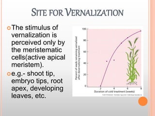 Importance of photoperiodisum and vernalization | PPTX