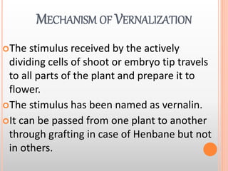 Importance of photoperiodisum and vernalization | PPTX