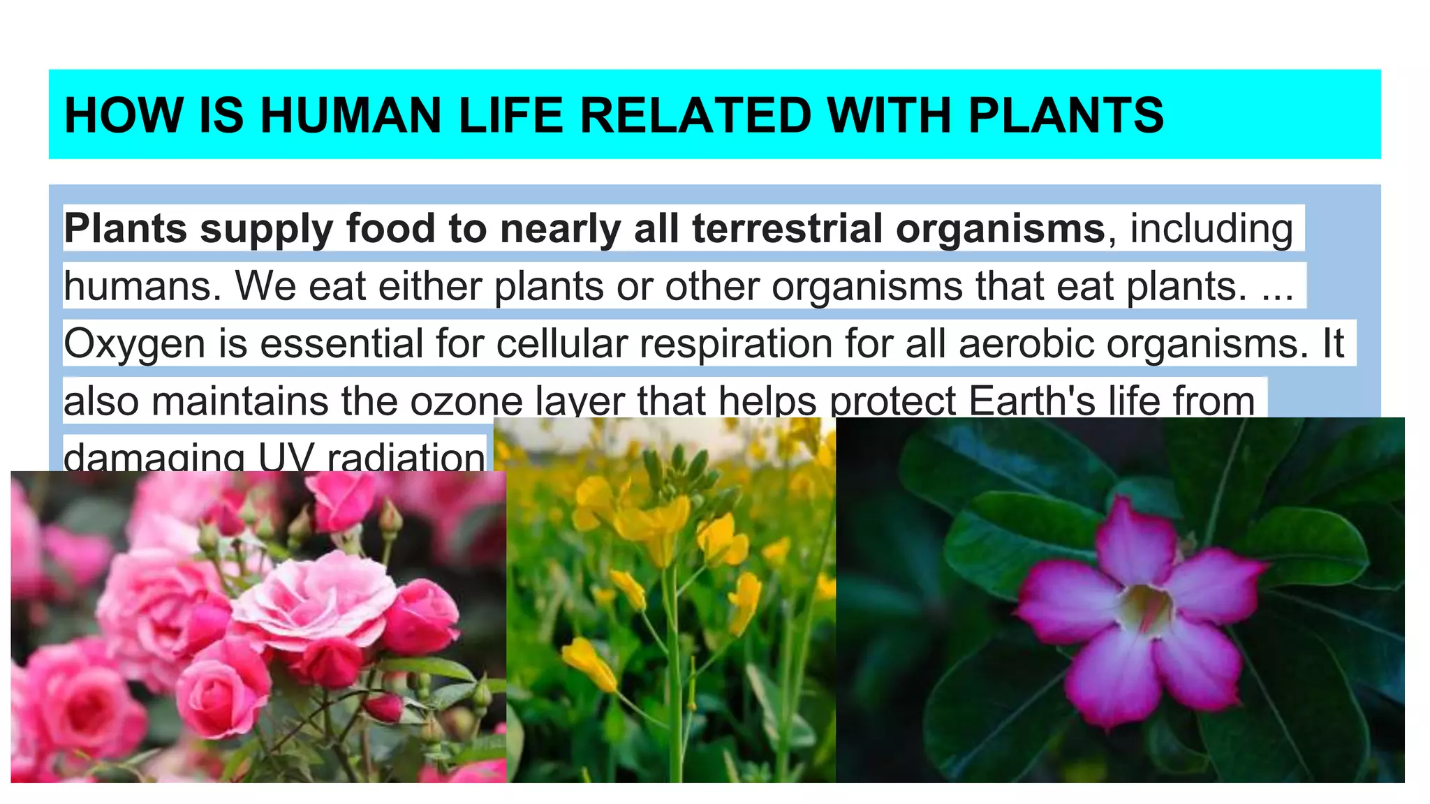 Importance of planting | PPTX