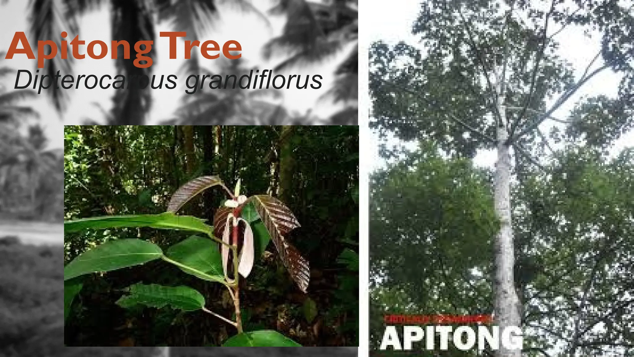 Importance of Planting and Propagating Trees | PPTX