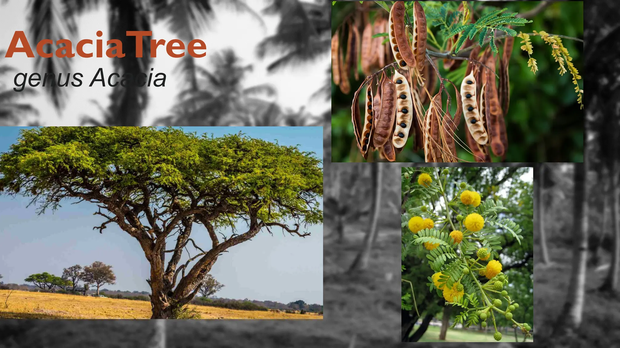 Importance of Planting and Propagating Trees | PPTX