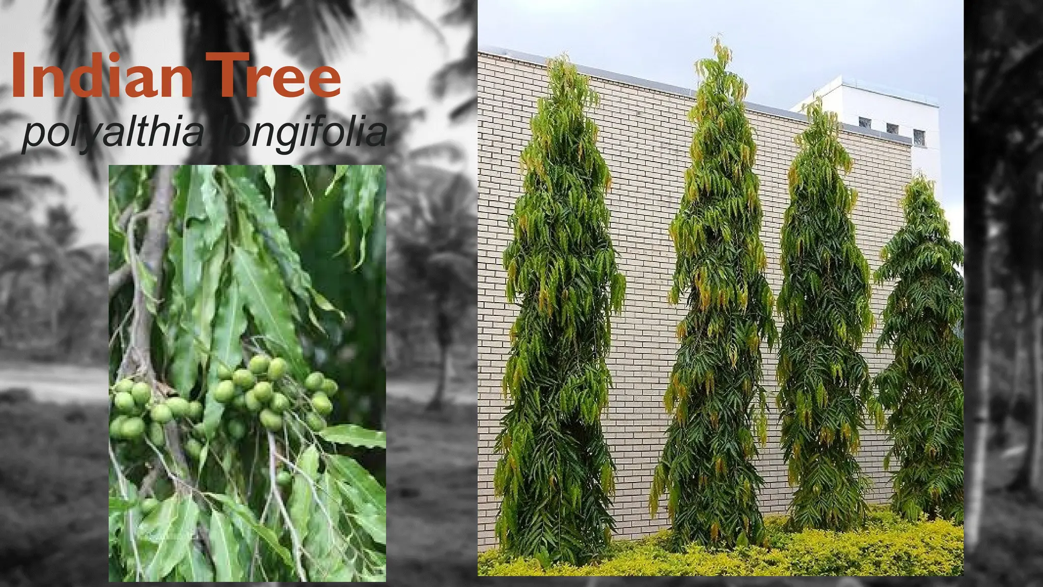 Importance of Planting and Propagating Trees | PPTX