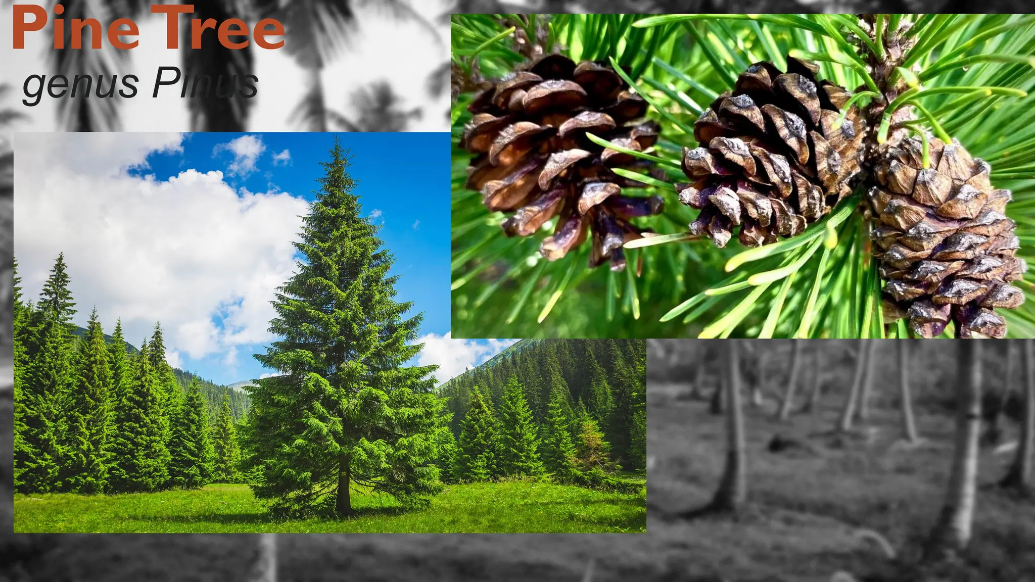 Importance of Planting and Propagating Trees | PPTX