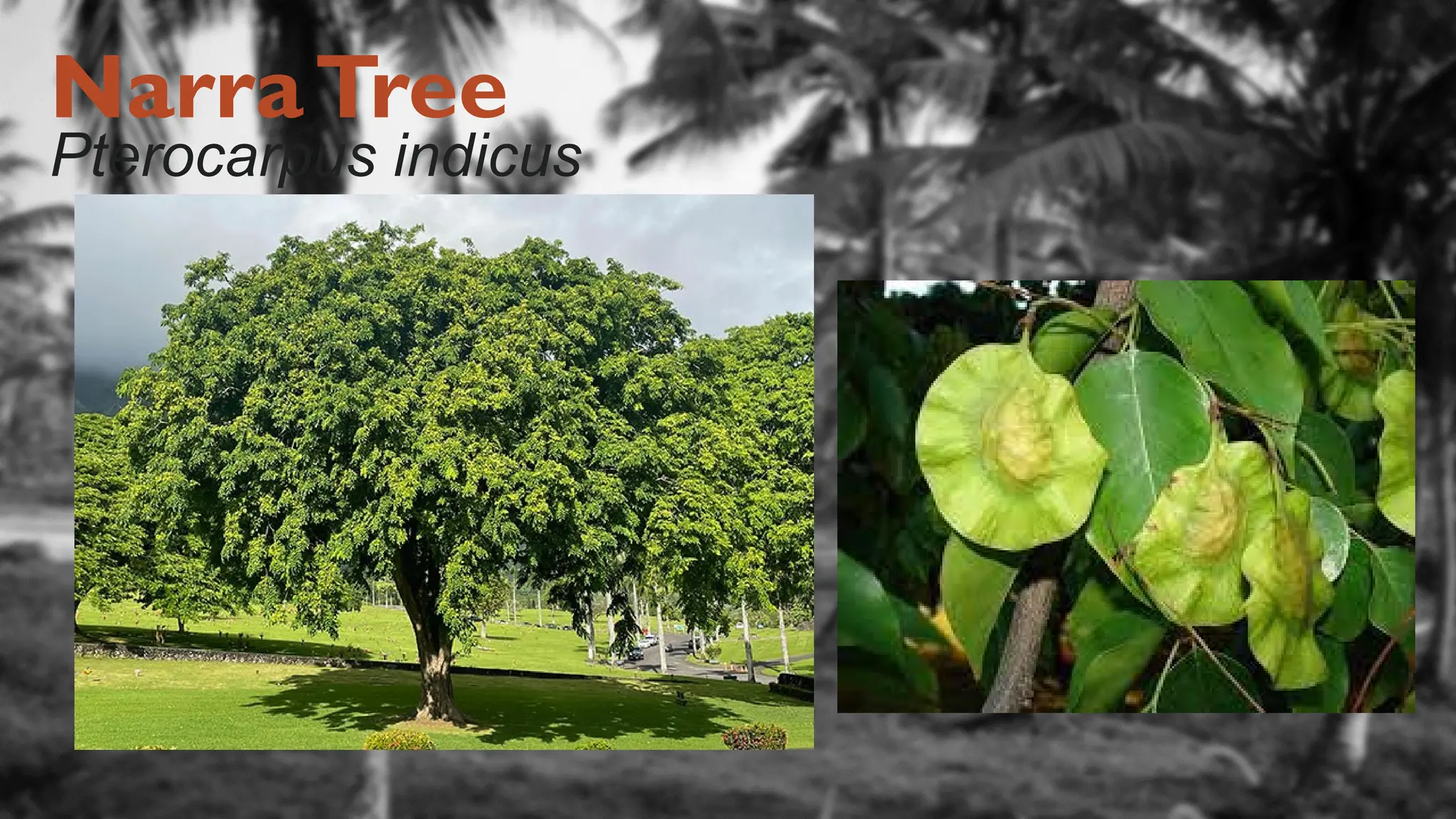 Importance of Planting and Propagating Trees | PPTX