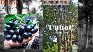 Importance of Planting and Propagating Trees | PPTX
