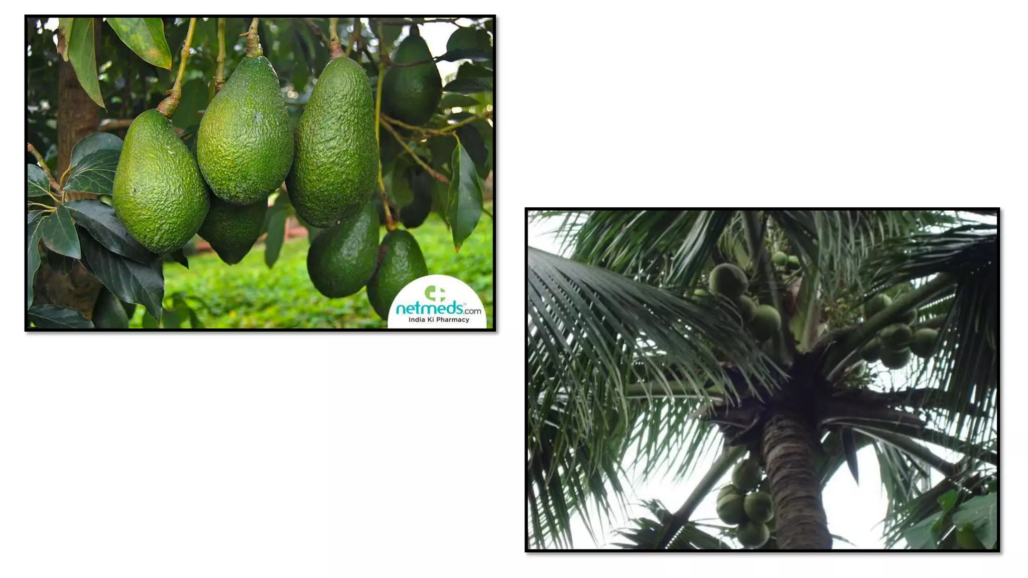 Importance of Planting Trees and Uses of Fruit-Bearing Trees | PPTX