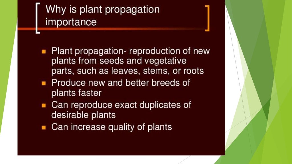 importance-of-plant-propagation