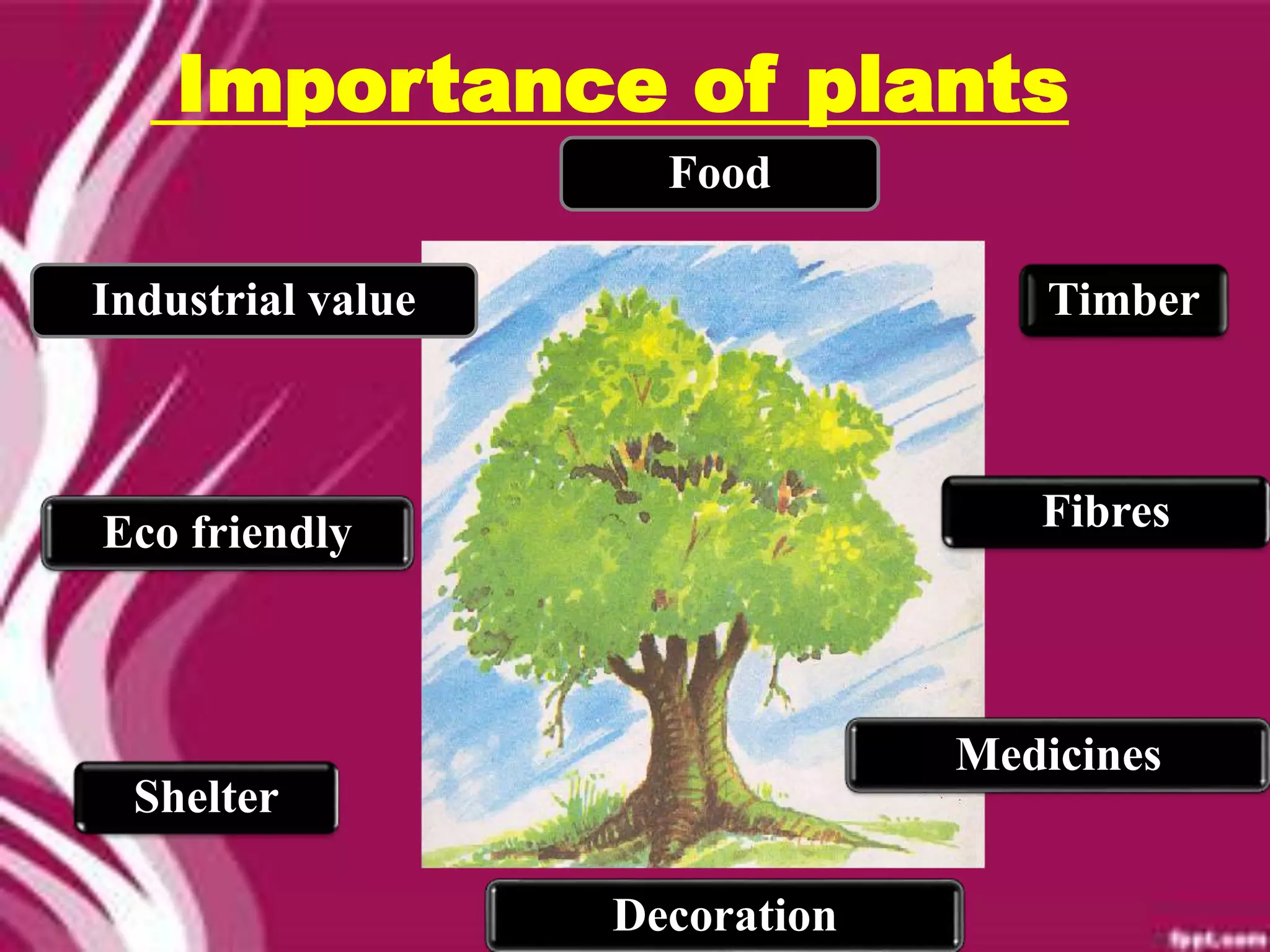 Importance of plants | PPTX