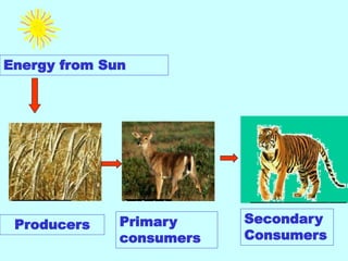 Importance of plants | PPTX