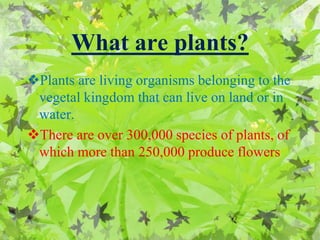 Importance of plants | PPTX