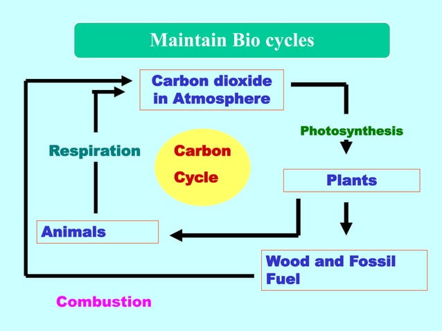 Importance Of Plants PPT importance-of-plants-ppt