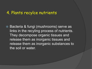 Importance of plants | PPTX