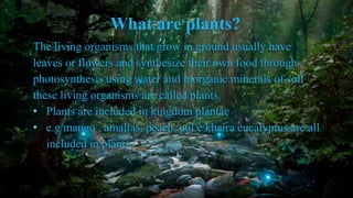 Importance of plants | PPTX