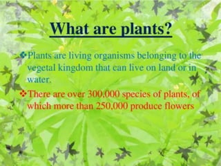 Importance of plants | PPTX | Science