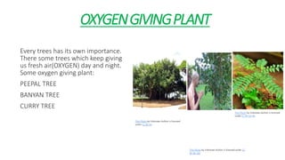 Importance Of Plants | PPT