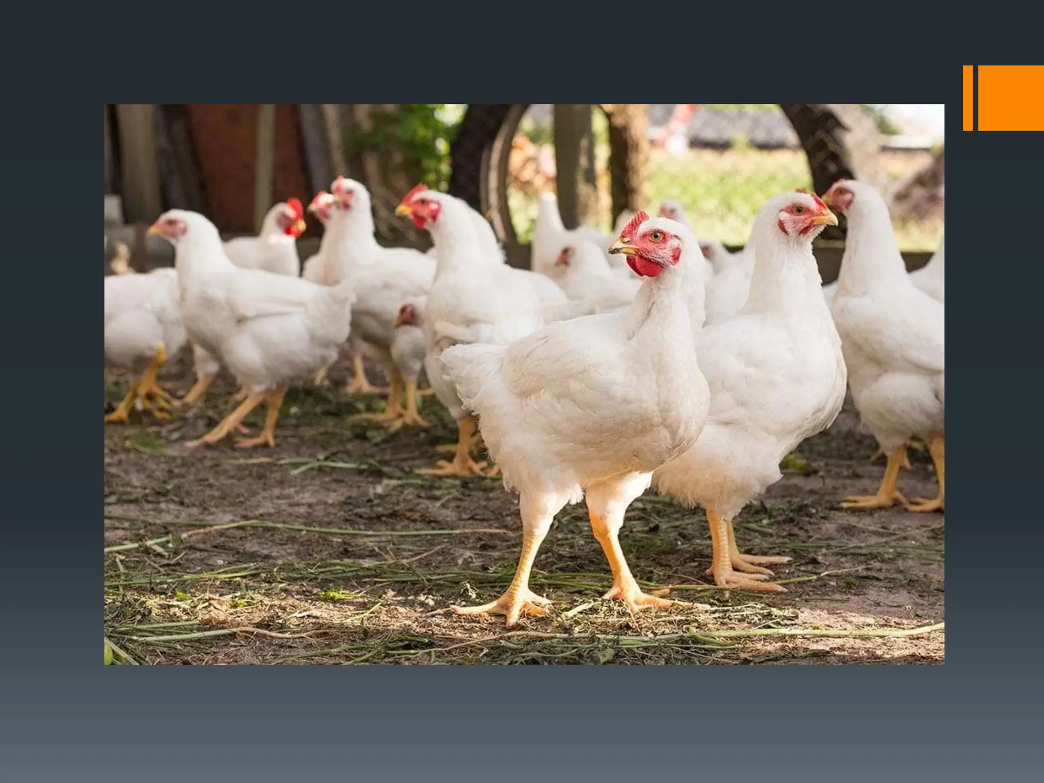 IMPORTANCE OF POULTRY FARMING.pptx