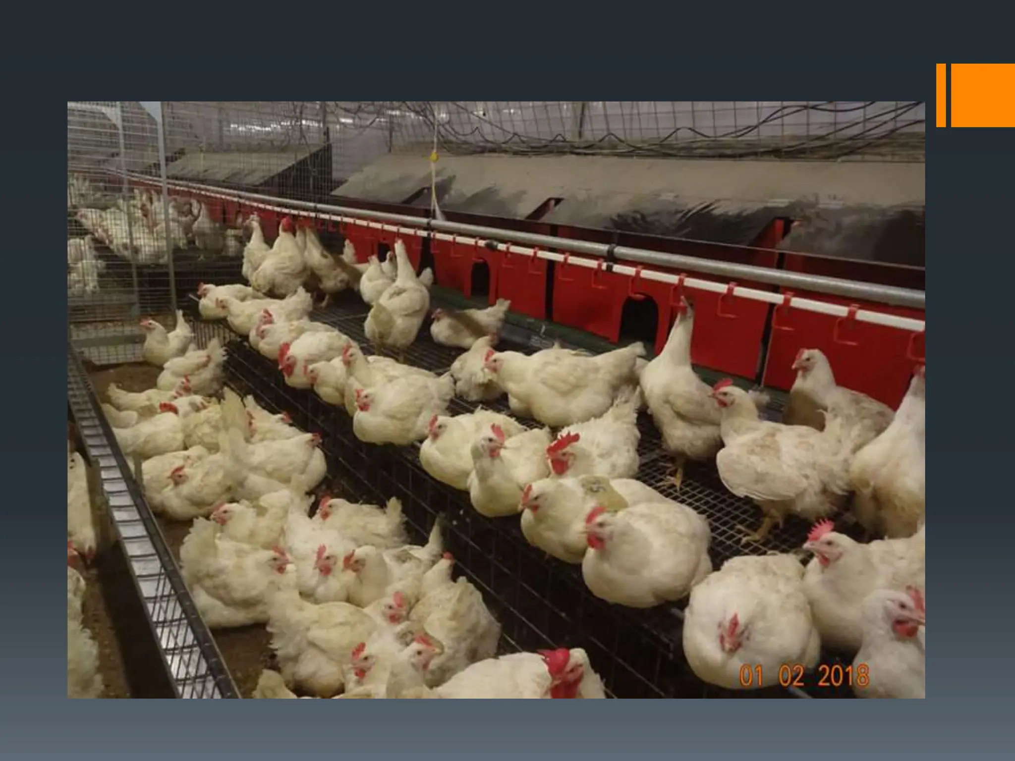 IMPORTANCE OF POULTRY FARMING.pptx