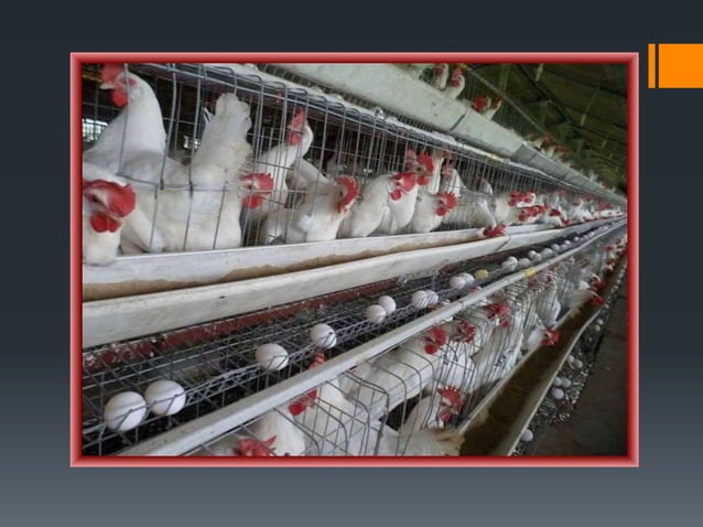 IMPORTANCE OF POULTRY FARMING.pptx
