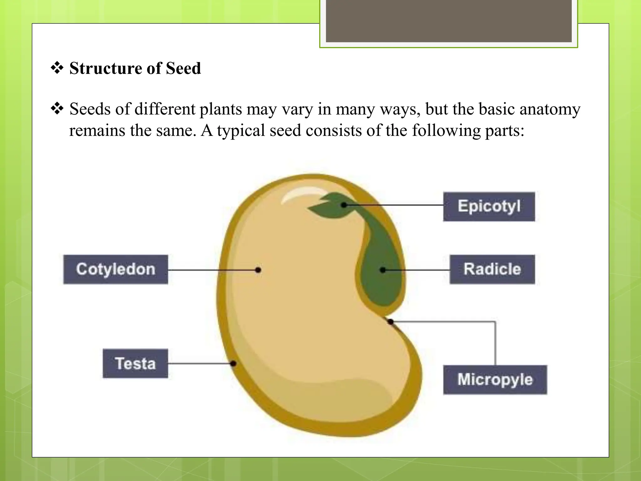 Importance of seed, seed structure & function ”.pptx