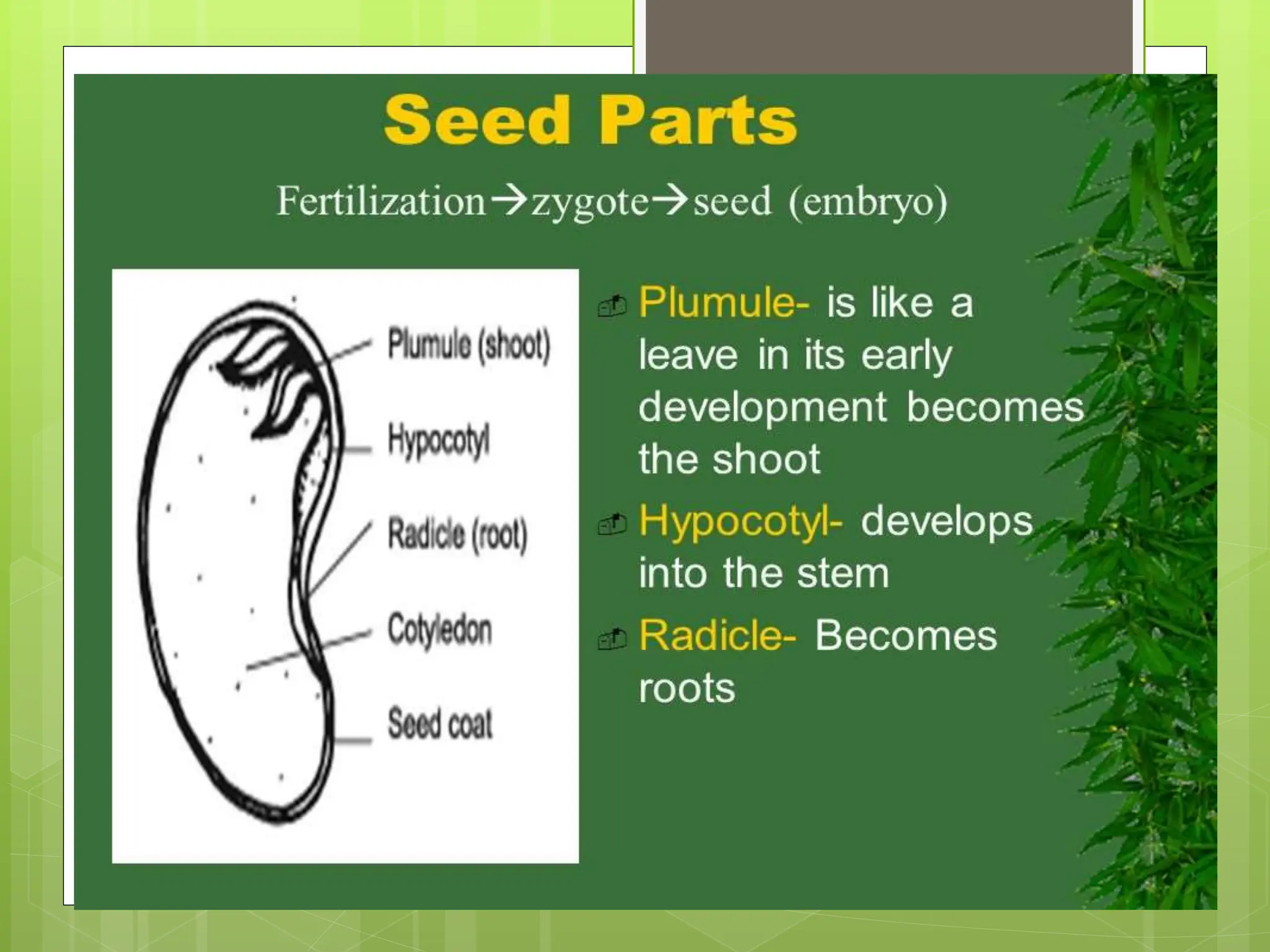 Importance of seed, seed structure & function ”.pptx