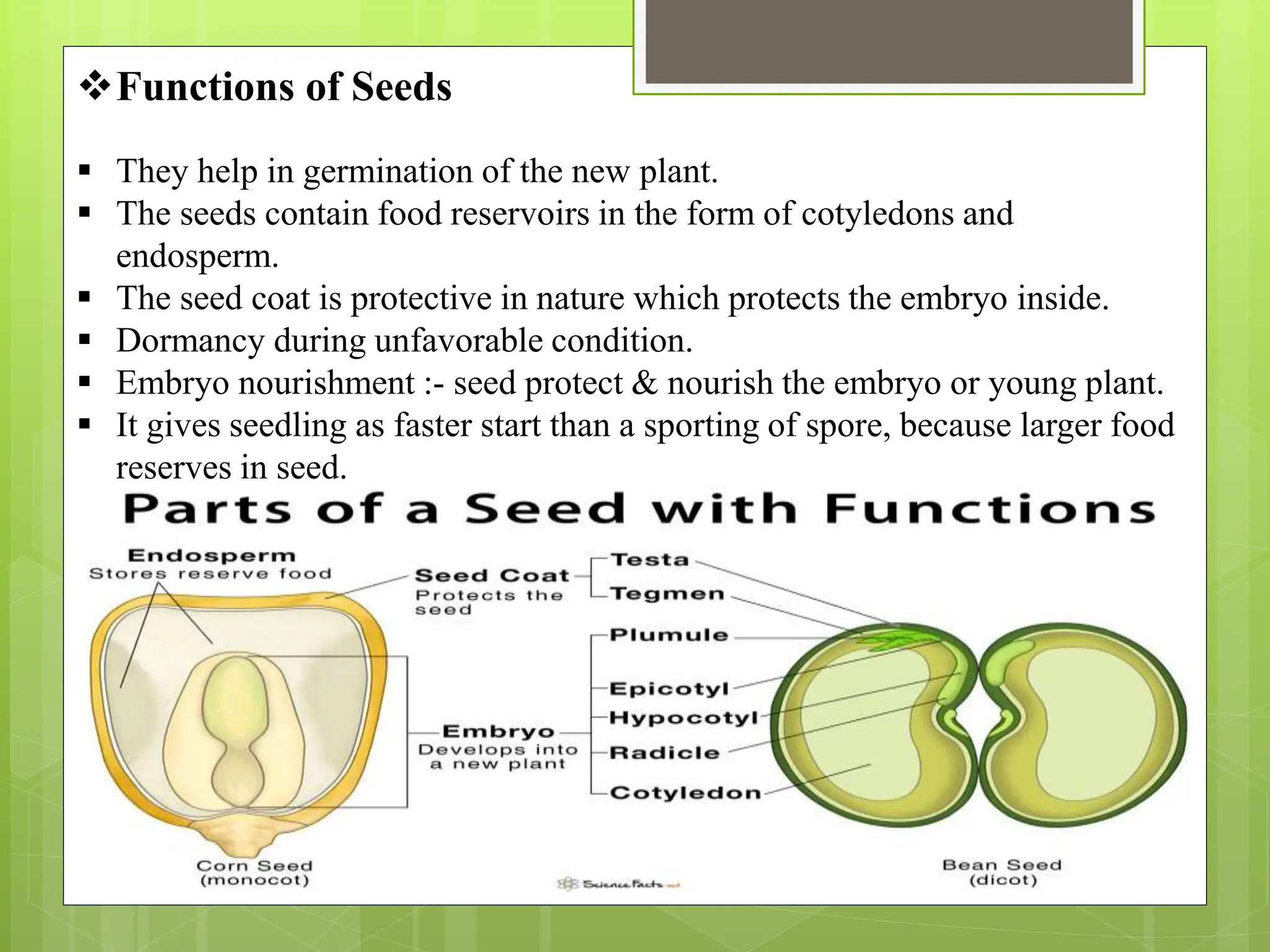 Importance of seed, seed structure & function ”.pptx