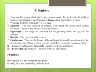 Importance of seed, seed structure & function ”.pptx