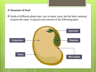 Importance of seed, seed structure & function ”.pptx