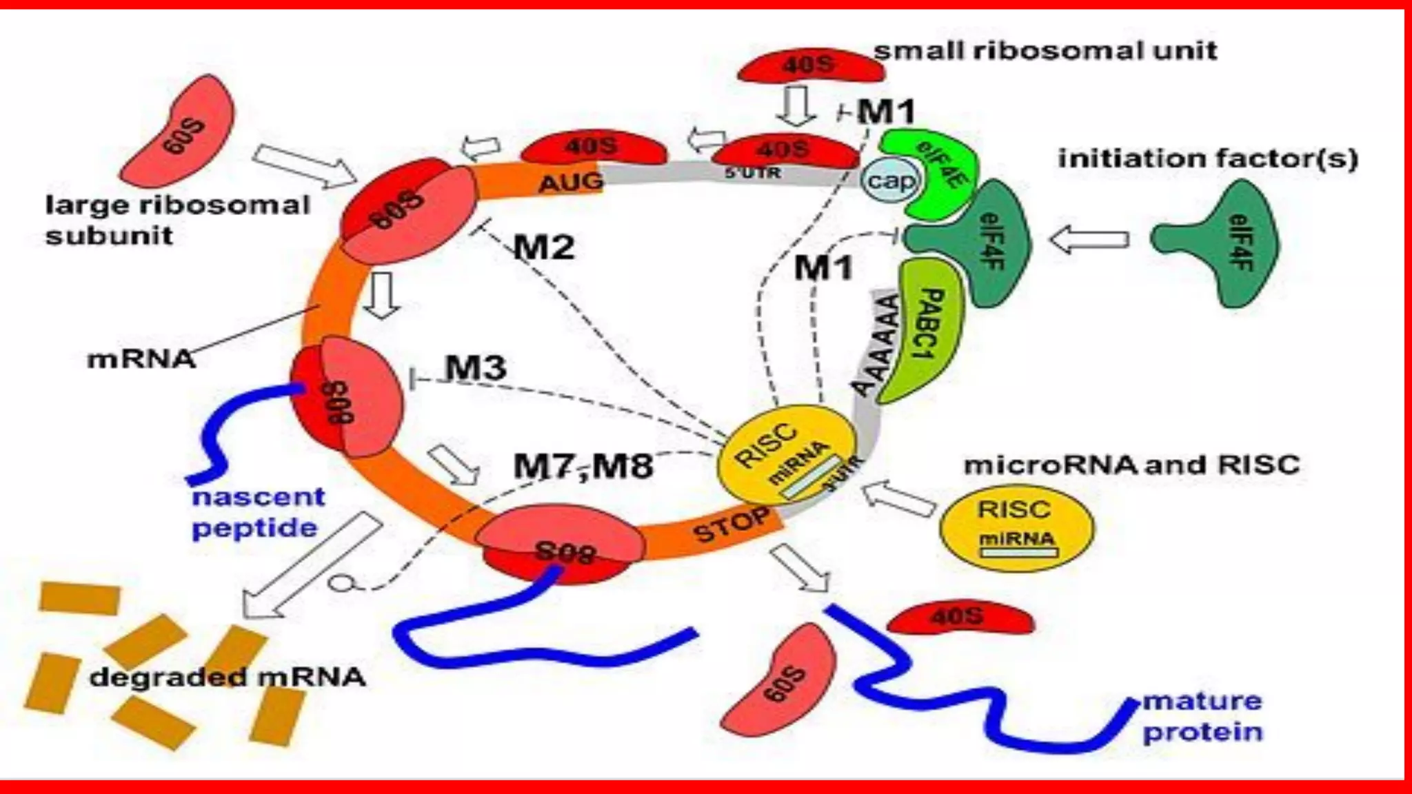 Importance of si rna and micro rna | PDF