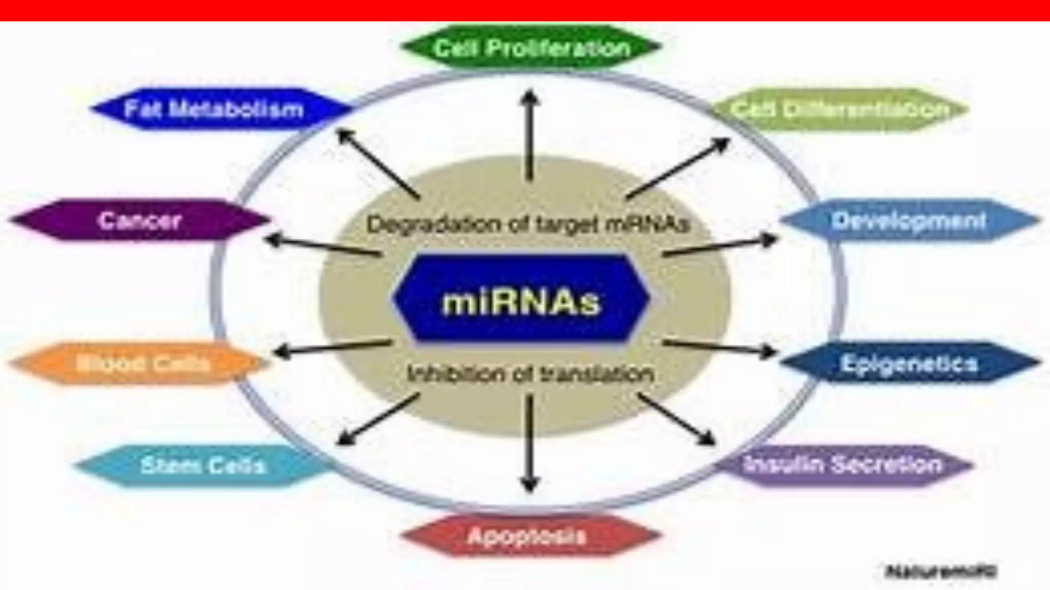Importance of si rna and micro rna | PDF