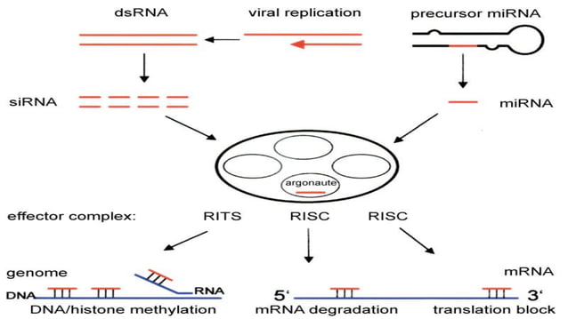 Importance of si rna and micro rna | PDF | Biological Sciences | Science