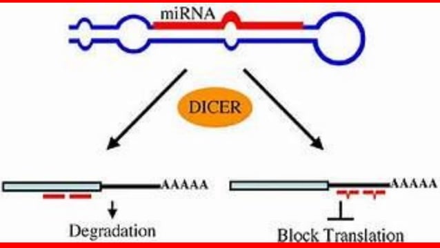 Importance of si rna and micro rna | PDF | Biological Sciences | Science