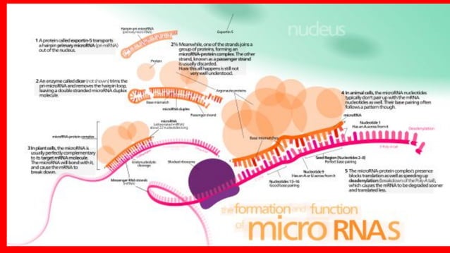 Importance of si rna and micro rna | PDF | Biological Sciences | Science