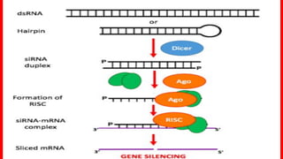 Importance of si rna and micro rna | PDF