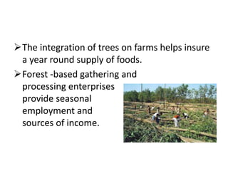 Importance of social forestry for food security in Bangladesh | PPT