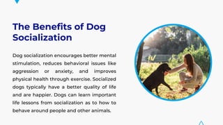 Importance of Socialization for Dogs How Dog Daycare in Dubai Helps | PPTX