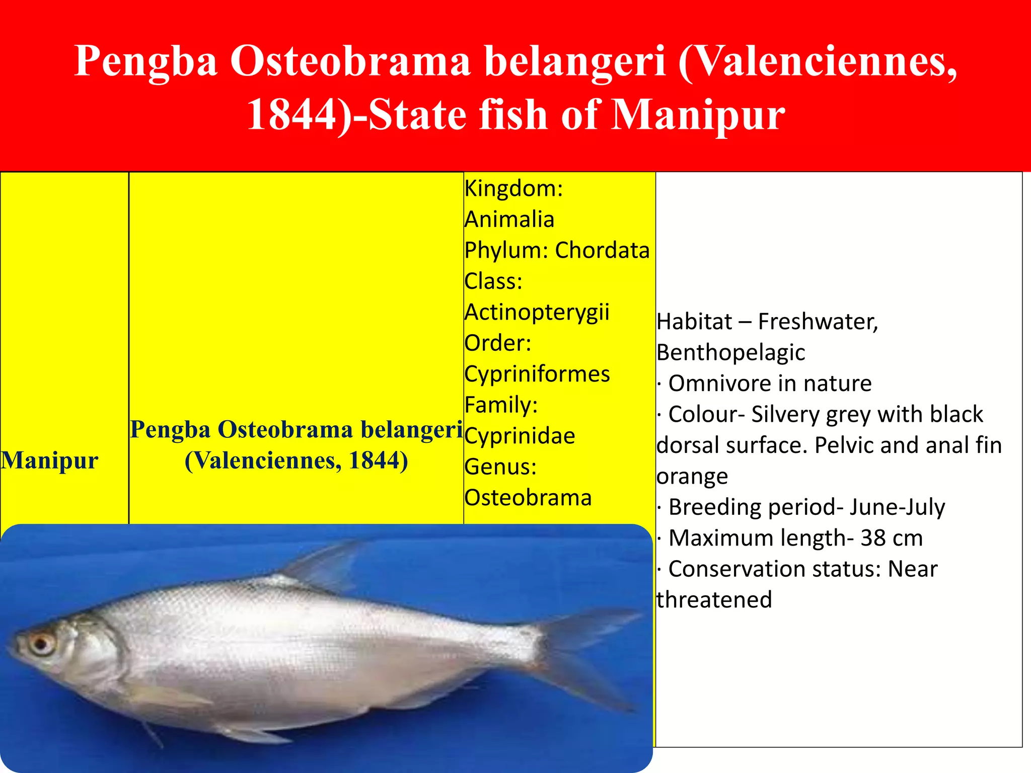 IMPORTANCE OF STATE FISHES OF INDIA BY B.pptx