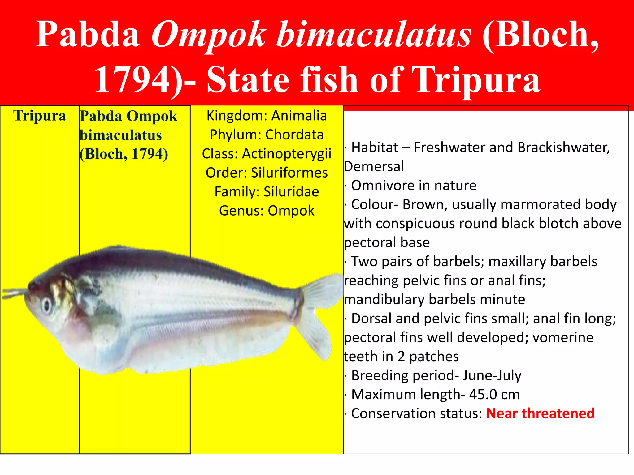 IMPORTANCE OF STATE FISHES OF INDIA BY B.pptx