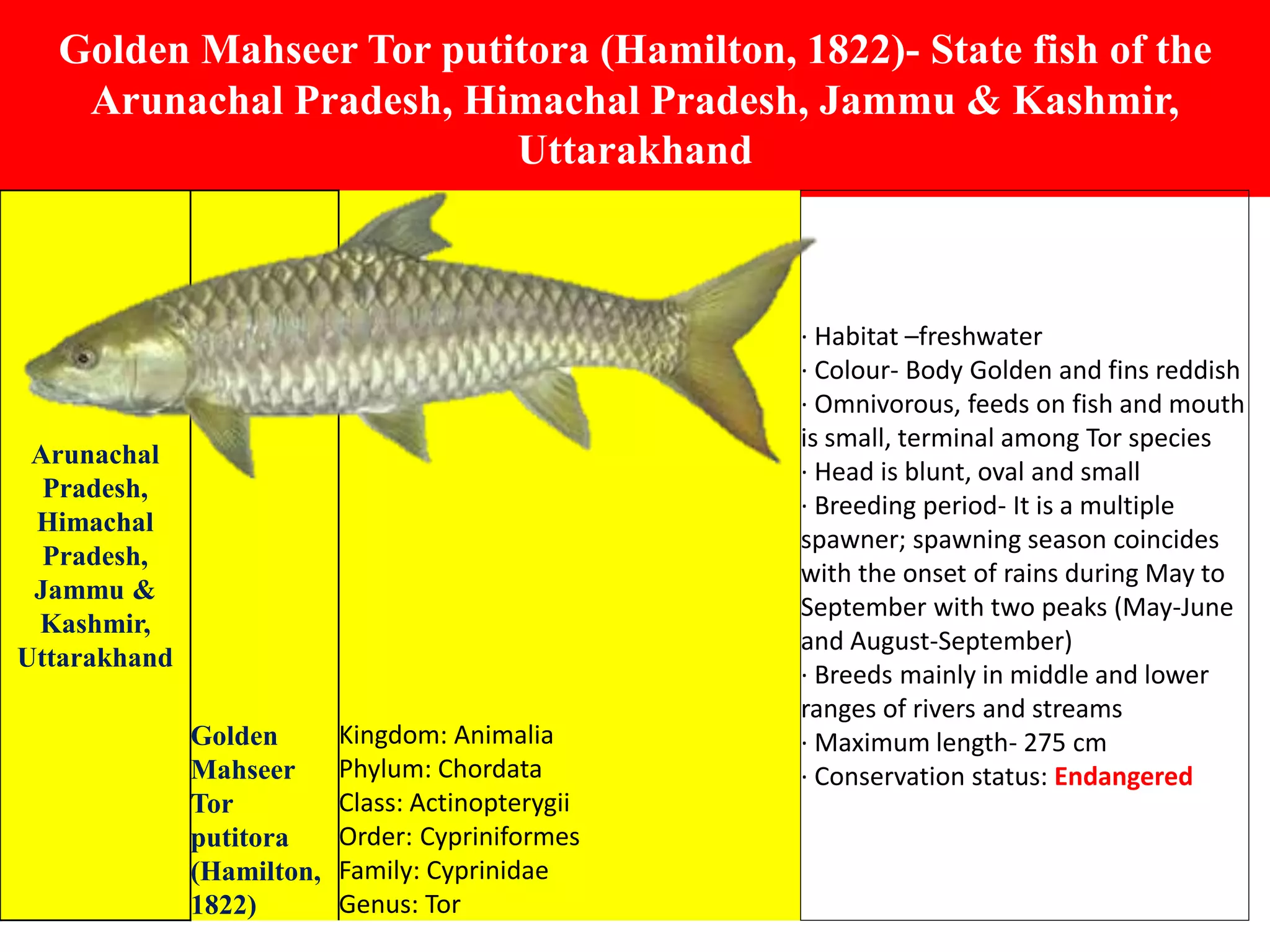 IMPORTANCE OF STATE FISHES OF INDIA BY B.pptx