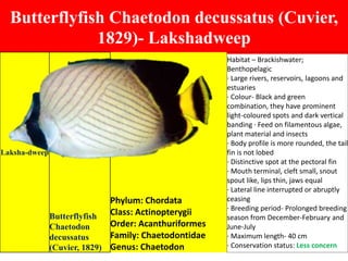 IMPORTANCE OF STATE FISHES OF INDIA BY B.pptx