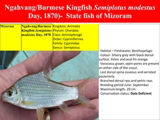 IMPORTANCE OF STATE FISHES OF INDIA BY B.pptx | Fish and Aquariums | Pets