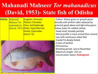 IMPORTANCE OF STATE FISHES OF INDIA BY B.pptx | Fish and Aquariums | Pets