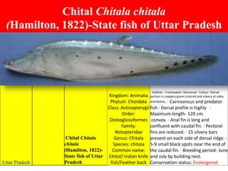 IMPORTANCE OF STATE FISHES OF INDIA BY B.pptx | Fish and Aquariums | Pets