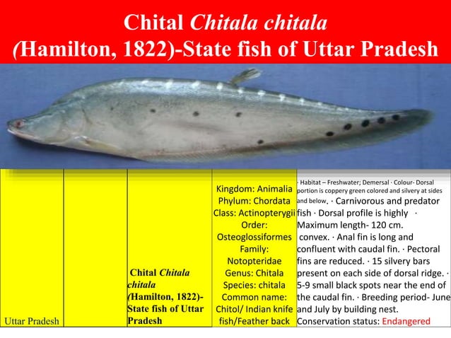 IMPORTANCE OF STATE FISHES OF INDIA BY B.pptx