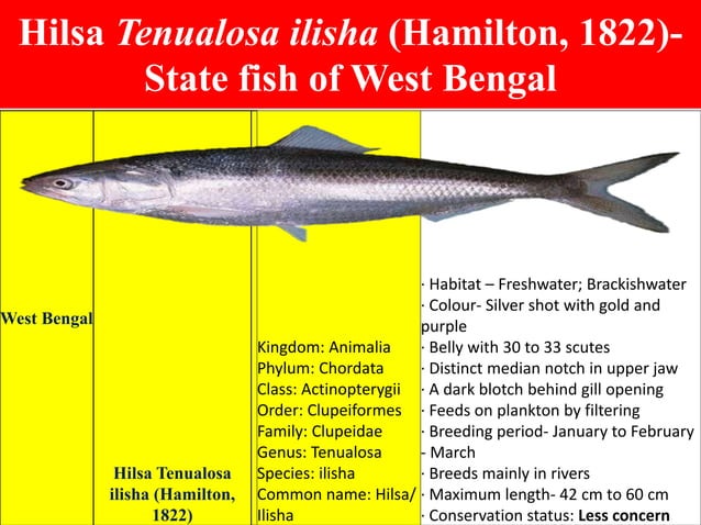 IMPORTANCE OF STATE FISHES OF INDIA BY B.pptx