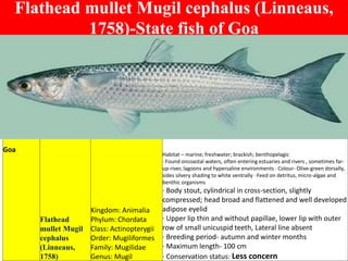 IMPORTANCE OF STATE FISHES OF INDIA BY B.pptx | Fish and Aquariums | Pets