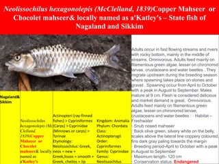 IMPORTANCE OF STATE FISHES OF INDIA BY B.pptx | Fish and Aquariums | Pets